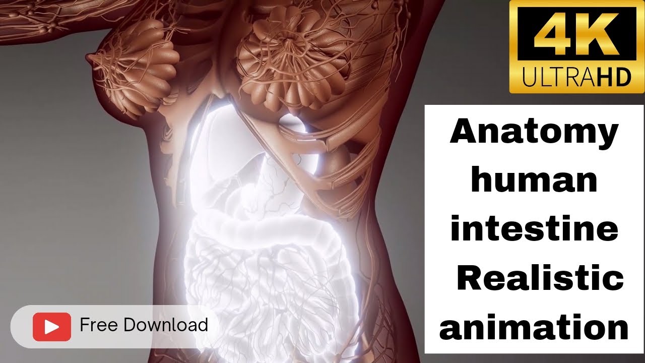 Anatomy Human Intestine - digestive system Royalty Free Video (GUT ...