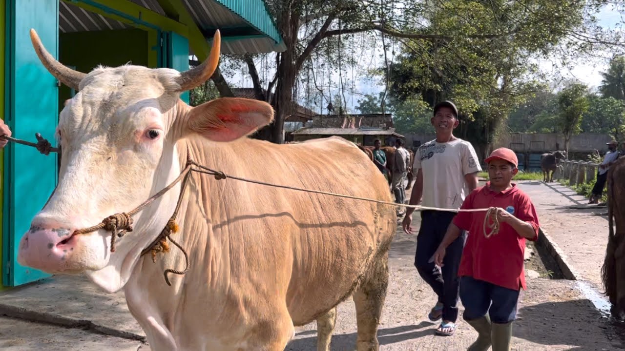 BANYAK SAPI LUCU DAN UNIK DI SINI ‼️🔥🔥🔥 - YouTube