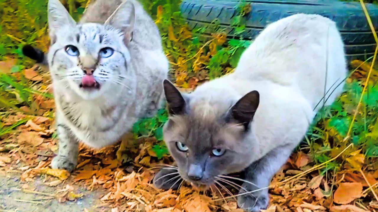 Two very beautiful scared cats eating food together!!!😍 ️ - YouTube