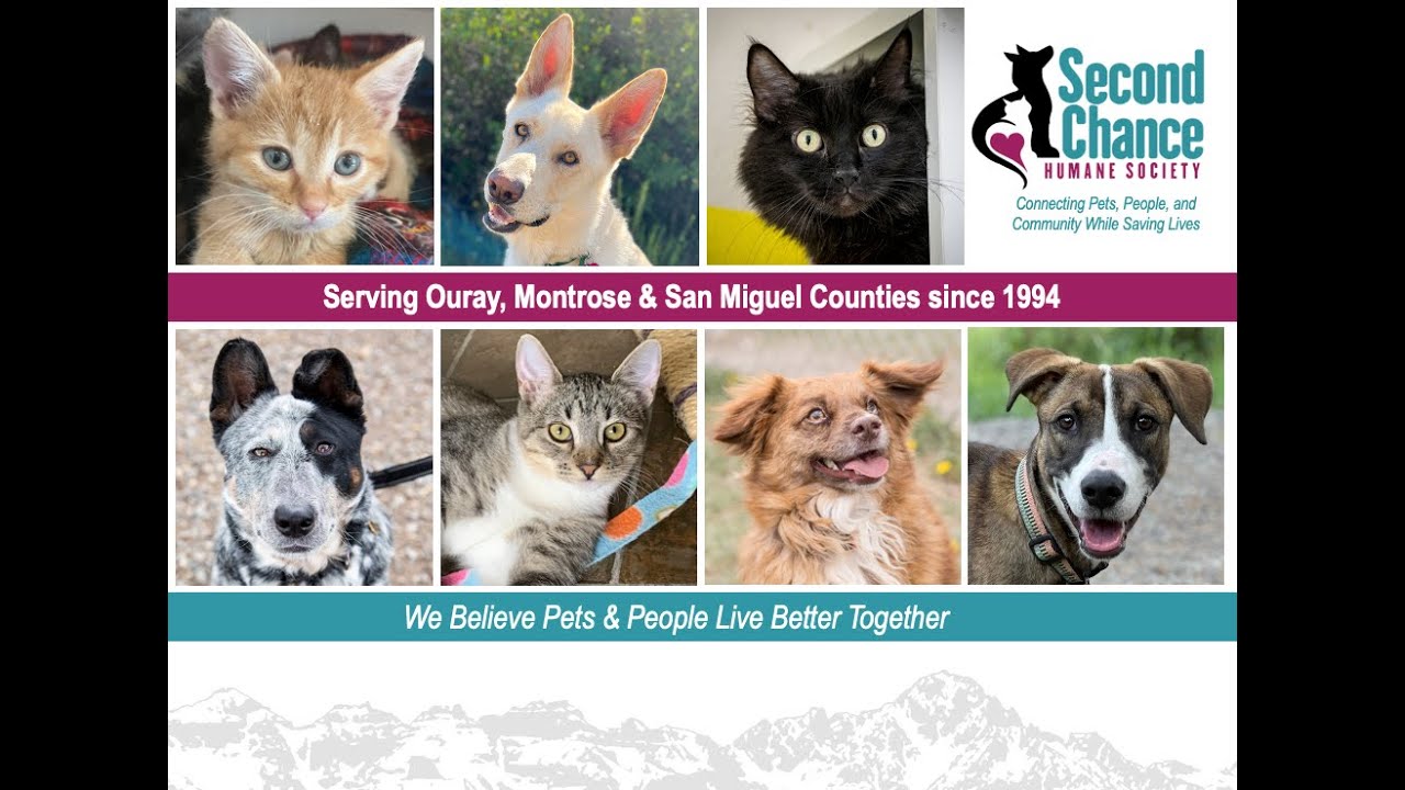 Second Chance Humane Society in Ridgway, Colorado - YouTube