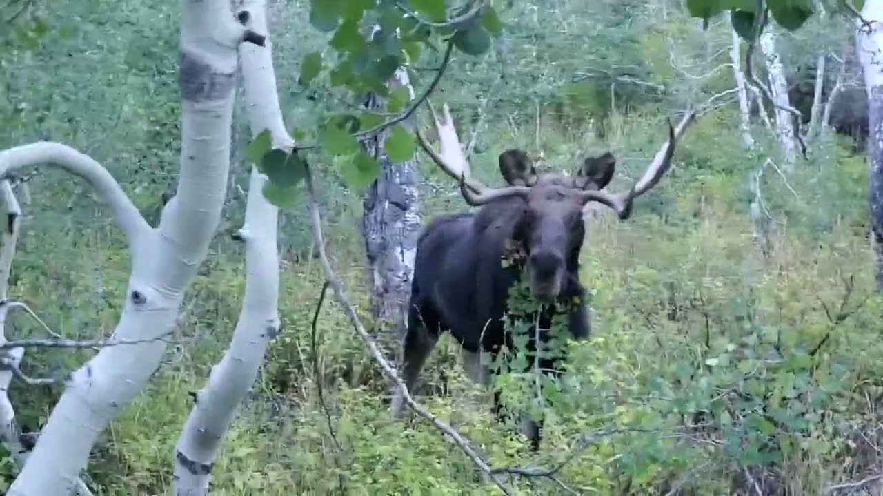 Bull Moose Charging Ben - YouTube