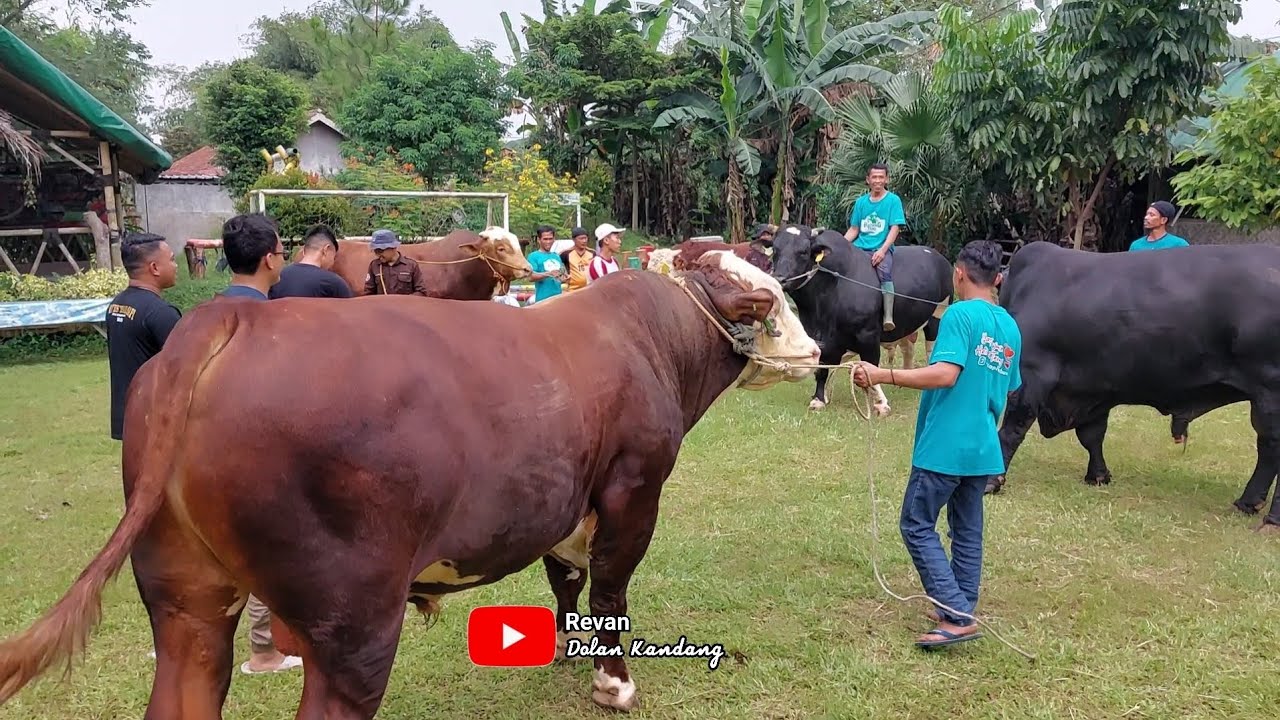KONVOI SAPI JUMBO BINTANG TANI, seperti mau kontes - YouTube