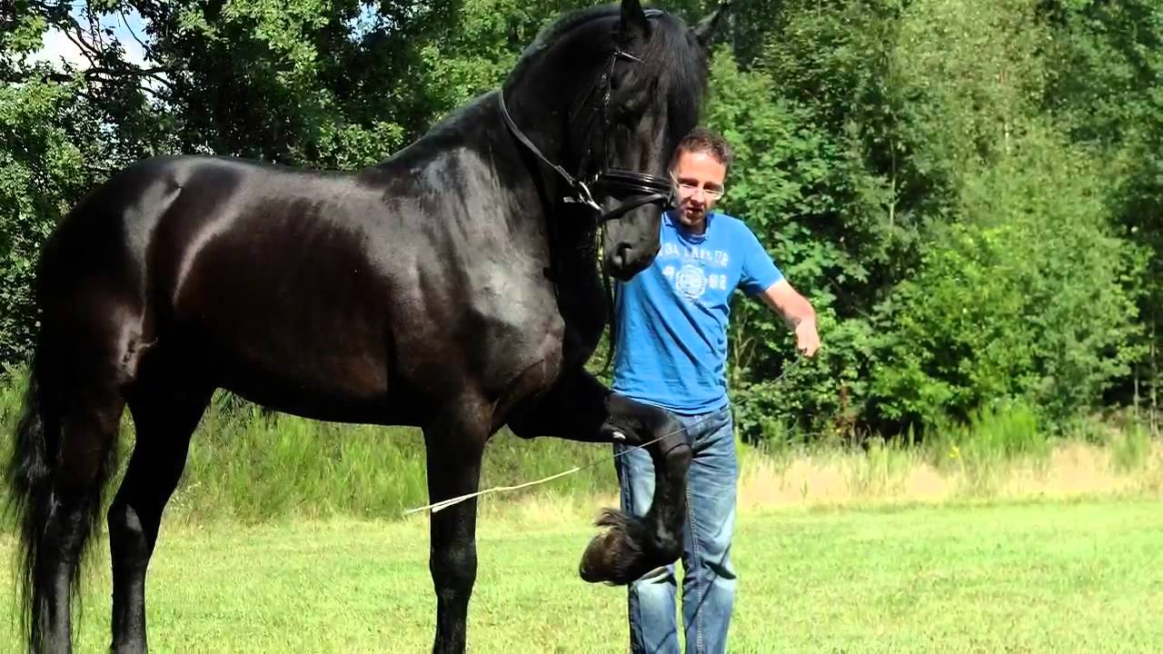 Willem, ein kleiner Friesenhengst aus Holland. - YouTube