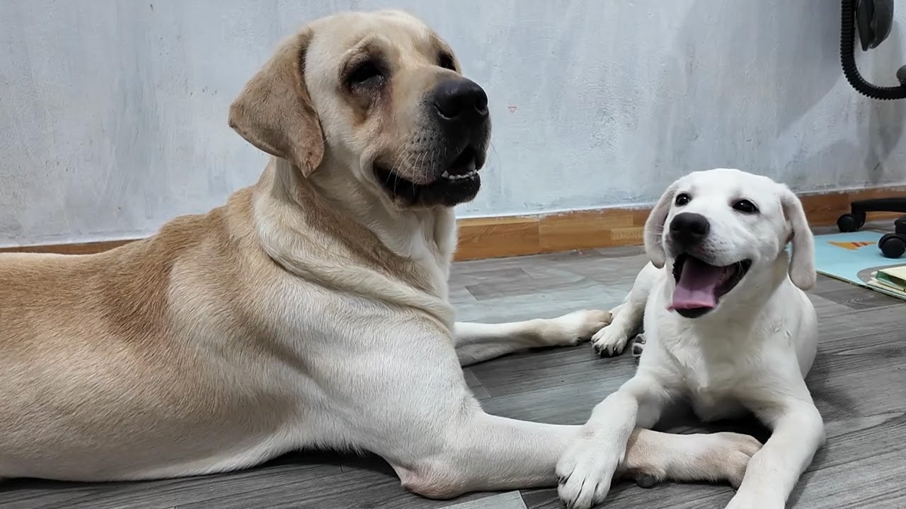 The Wonderful Bond Between a Labrador Retriever Puppy and His Brother ...