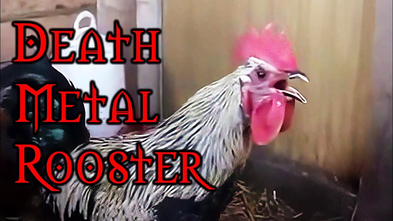 Death Metal Rooster ENHANCED [AI upscale 1440p QHD] - YouTube