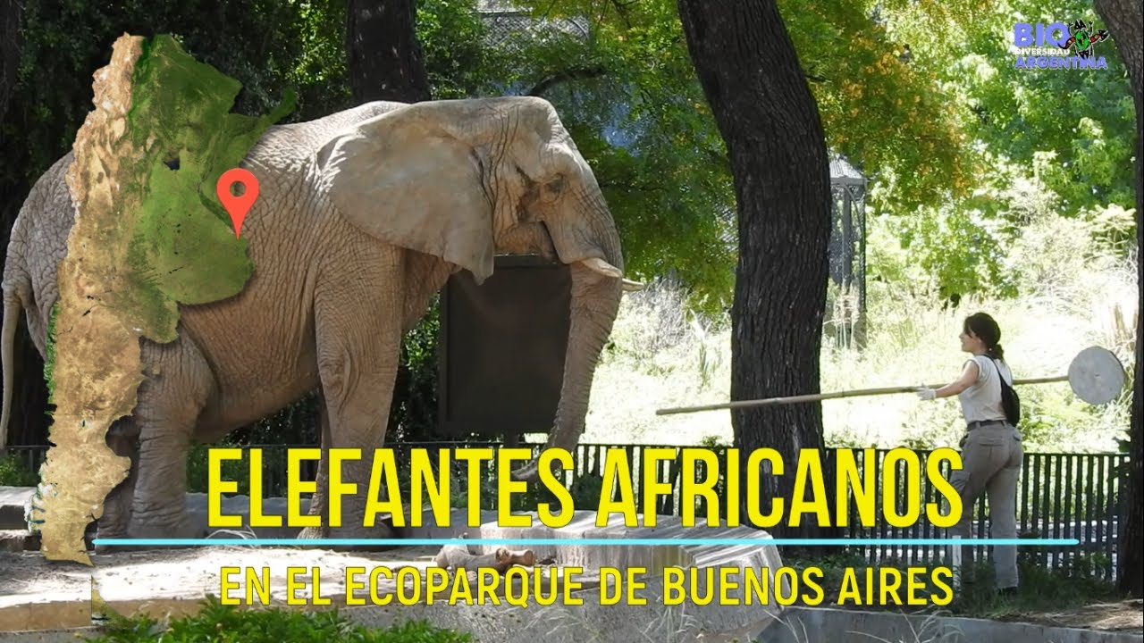 ELEFANTES AFRICANOS EN EL ECOPARQUE DE BUENOS AIRES #elefante #elephant ...