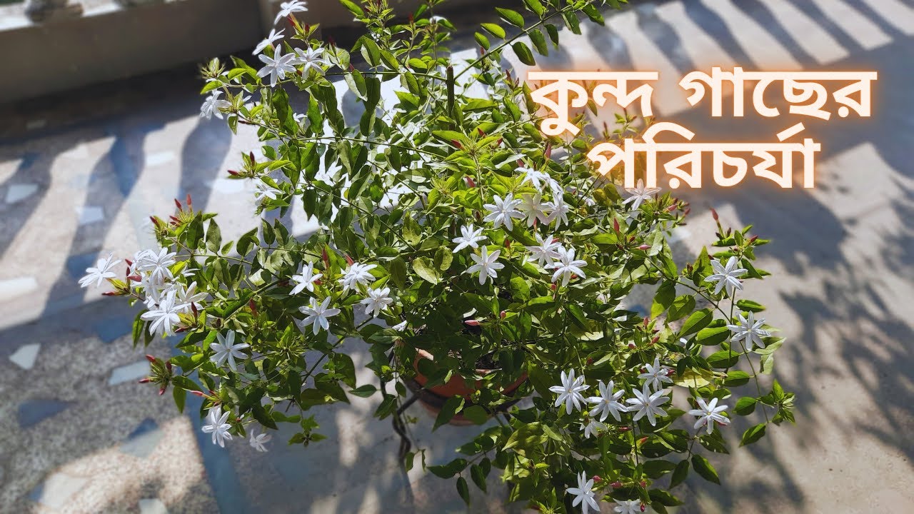 কুন্দ গাছের পরিচর্যা |Downy Jasmine/Kunda flower plant care|Bengali ...