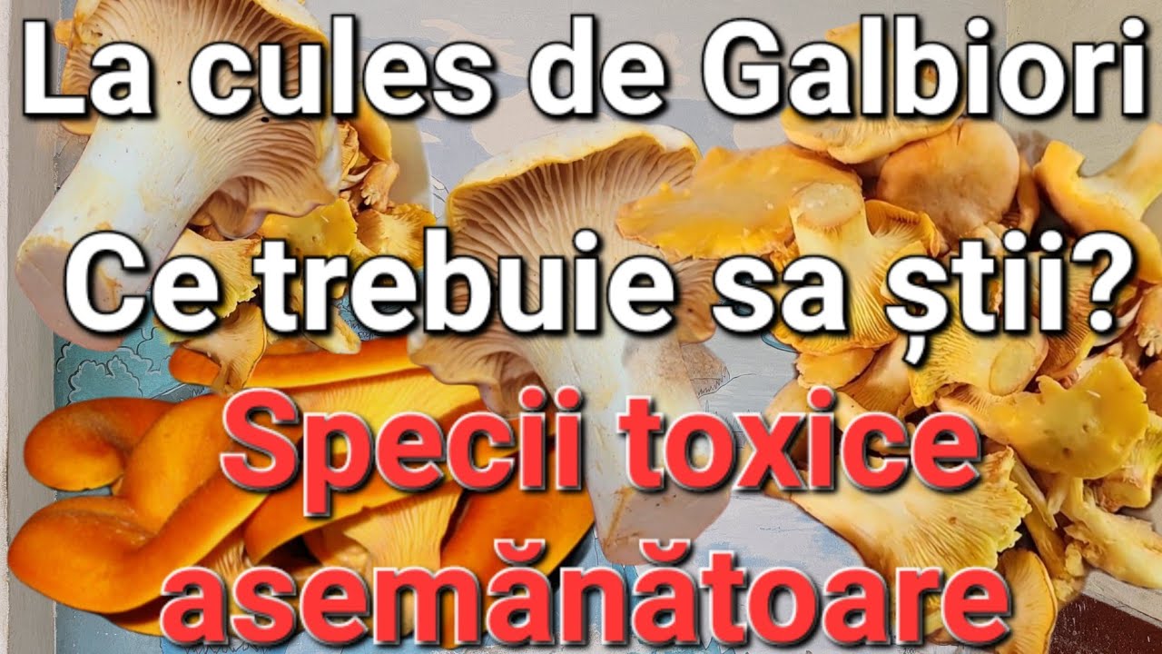Galbiorii/Specii asemănătoare/Cum se identifica?/rețetă de galbiori ...