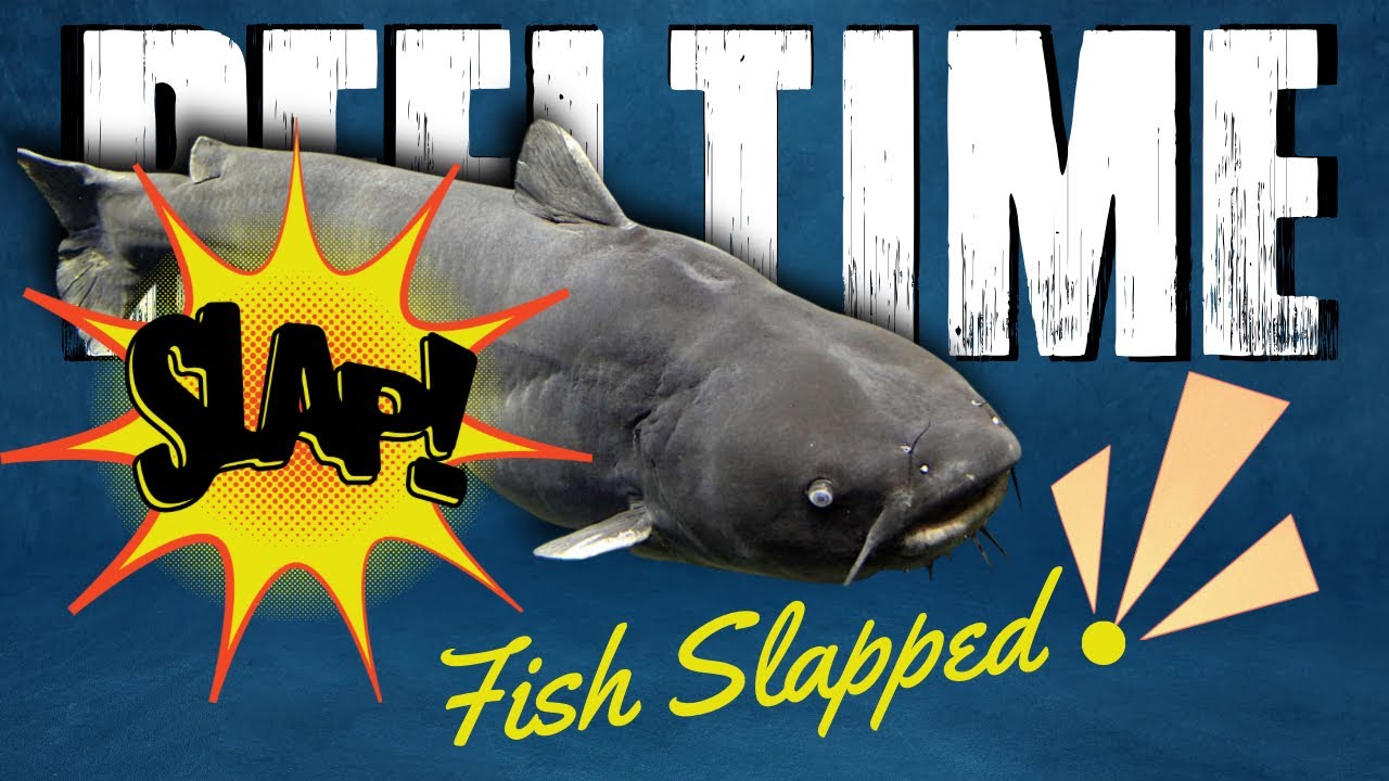 Fish Slapped #slapped #comedy #reeltime - YouTube