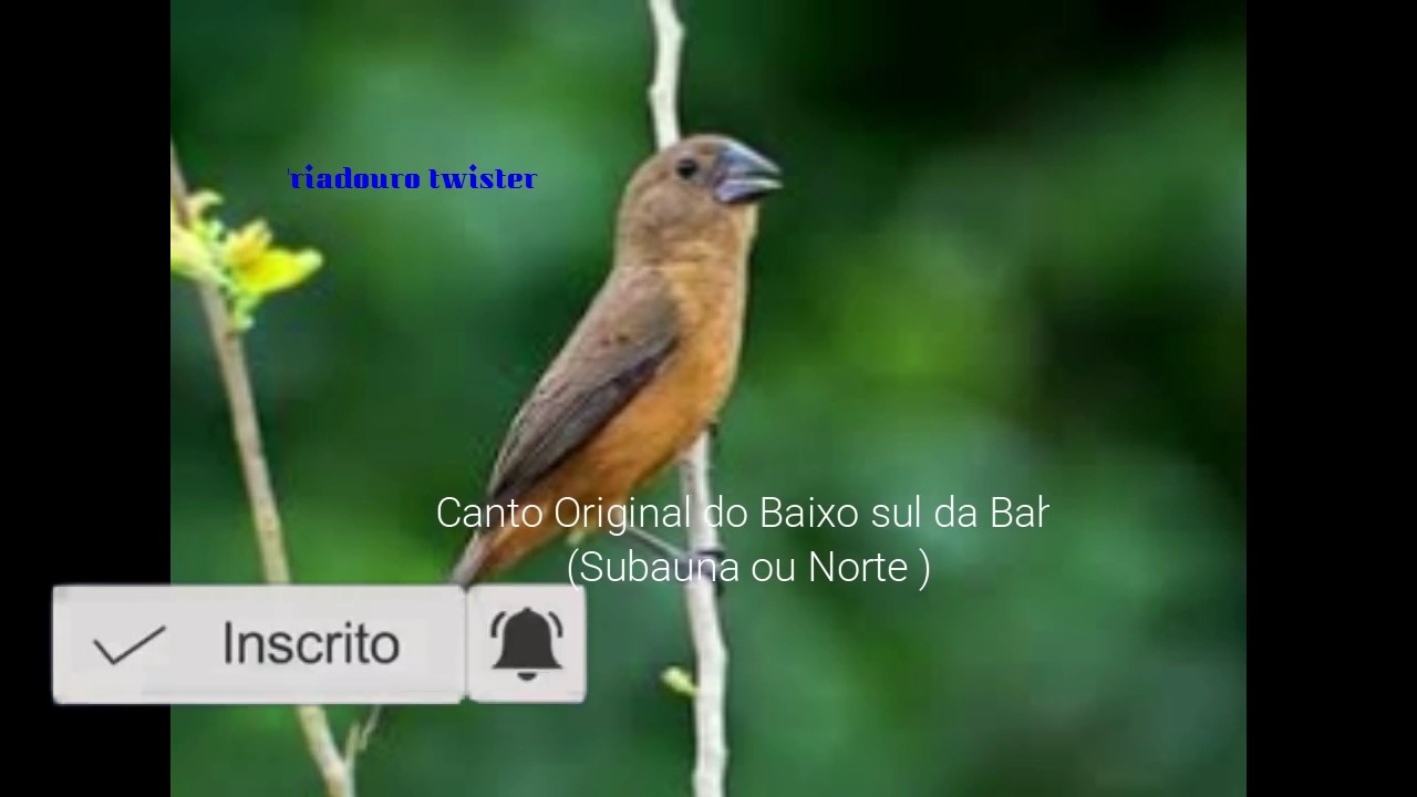 CANTO DE CURIO ORIGINAL DO BAIXO SUL DA BAHIA ILHAS E MATAS - YouTube