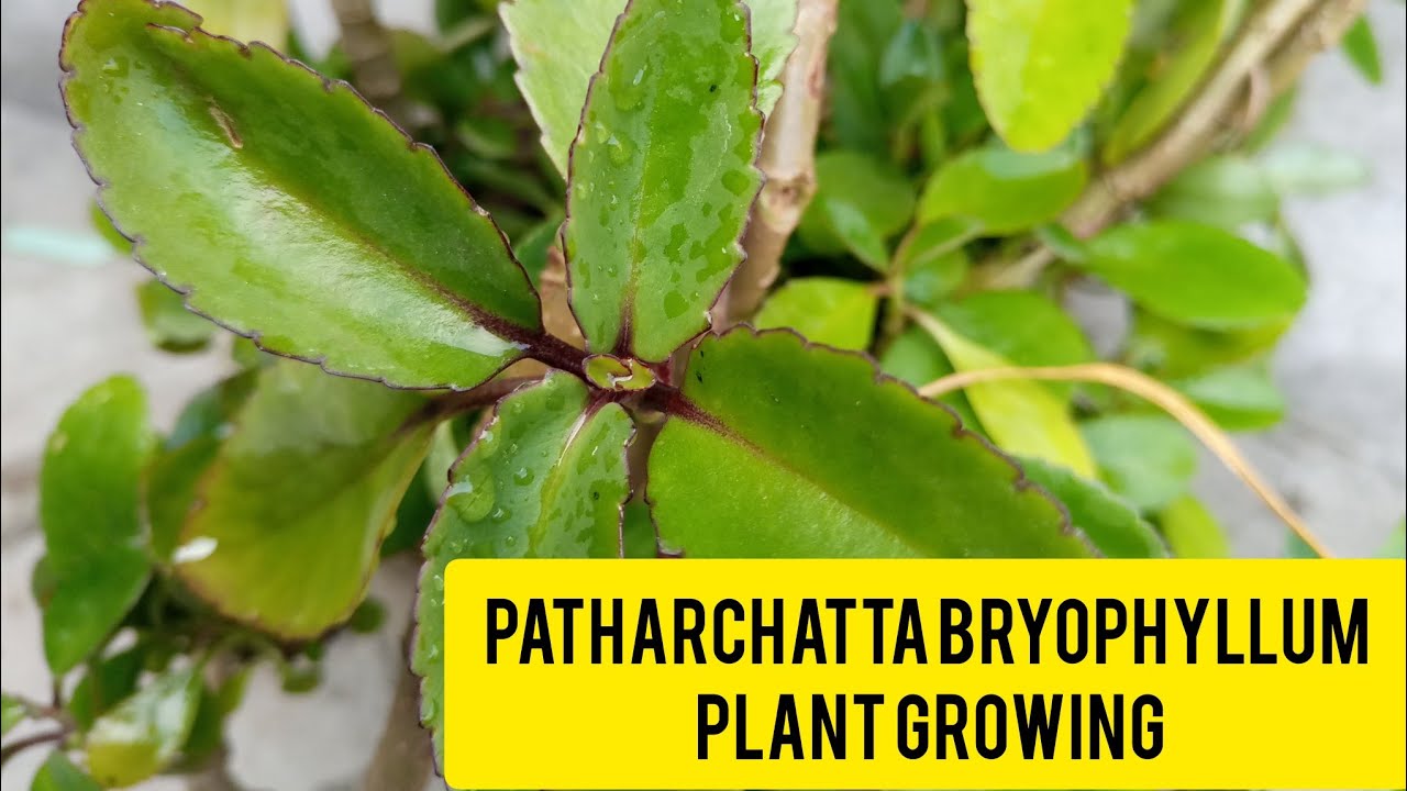 53_Patharchatta plant ko grow kren/Bryophyllum pinnatum care/Medicinal ...