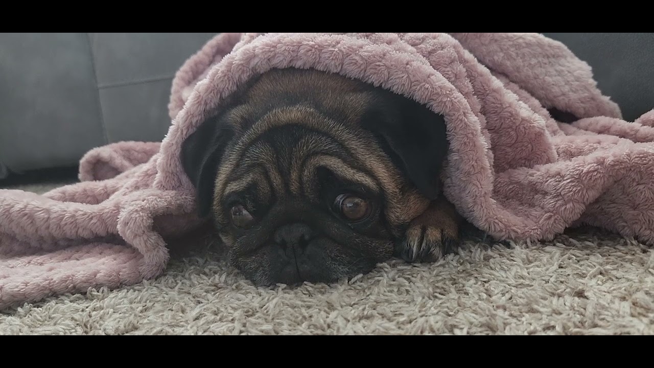 Snoring pug under blankie #Pug #sleep #cute #dog - YouTube
