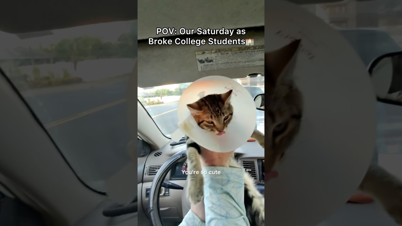 He will never replace Mr Bing Bing but we are still so happy🐱 ️ #pov # ...