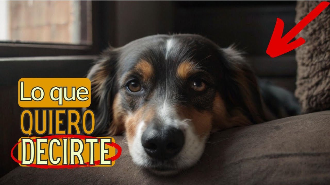 🐶 ¡POR QUÉ Tu PERRO Te MIRA Fijamente a los OJOS! 👀 - YouTube