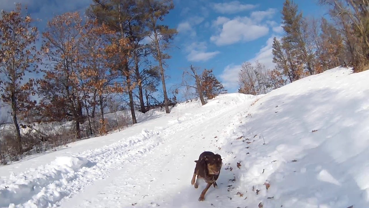 Hugh Jass 2020 with the dogs - YouTube