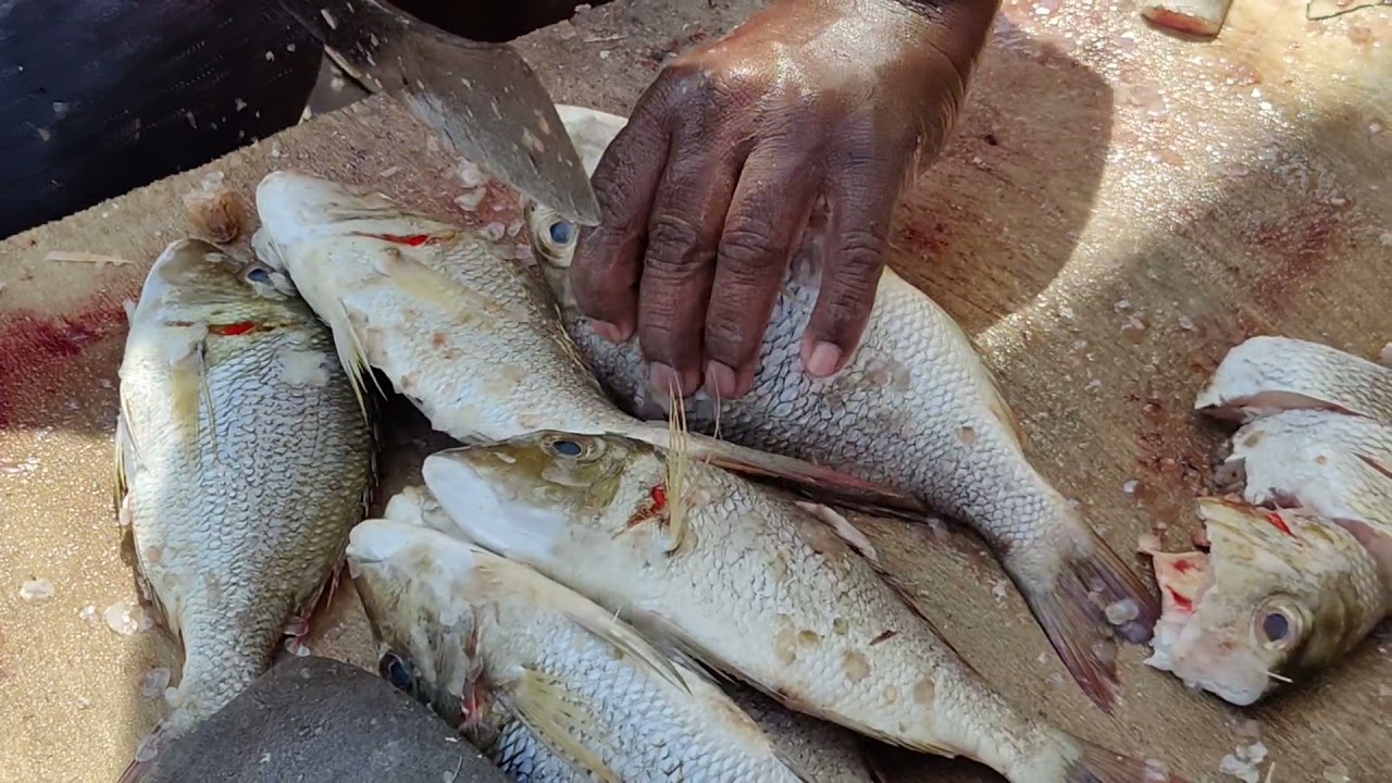 Vila Meen | விளை மீன் | EMPEROR FISH | Cutting Fish | High in Omega and ...