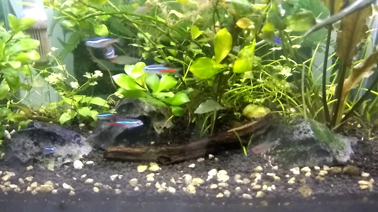 Kuhli Loach, Coolie loach, Snake Fish - YouTube