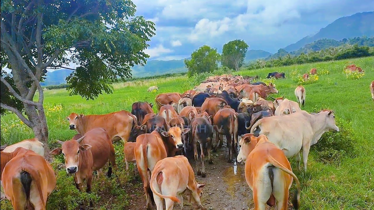 KAWANAN SAPI LEMBU JINAK DAN LUCU BERKELIARAN di JALAN PERSAWAHAN ...