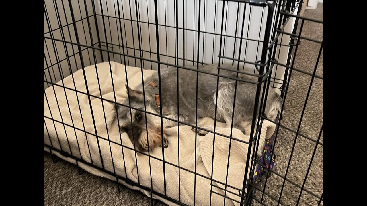 Keep Praying | Life With Schnauzers - YouTube