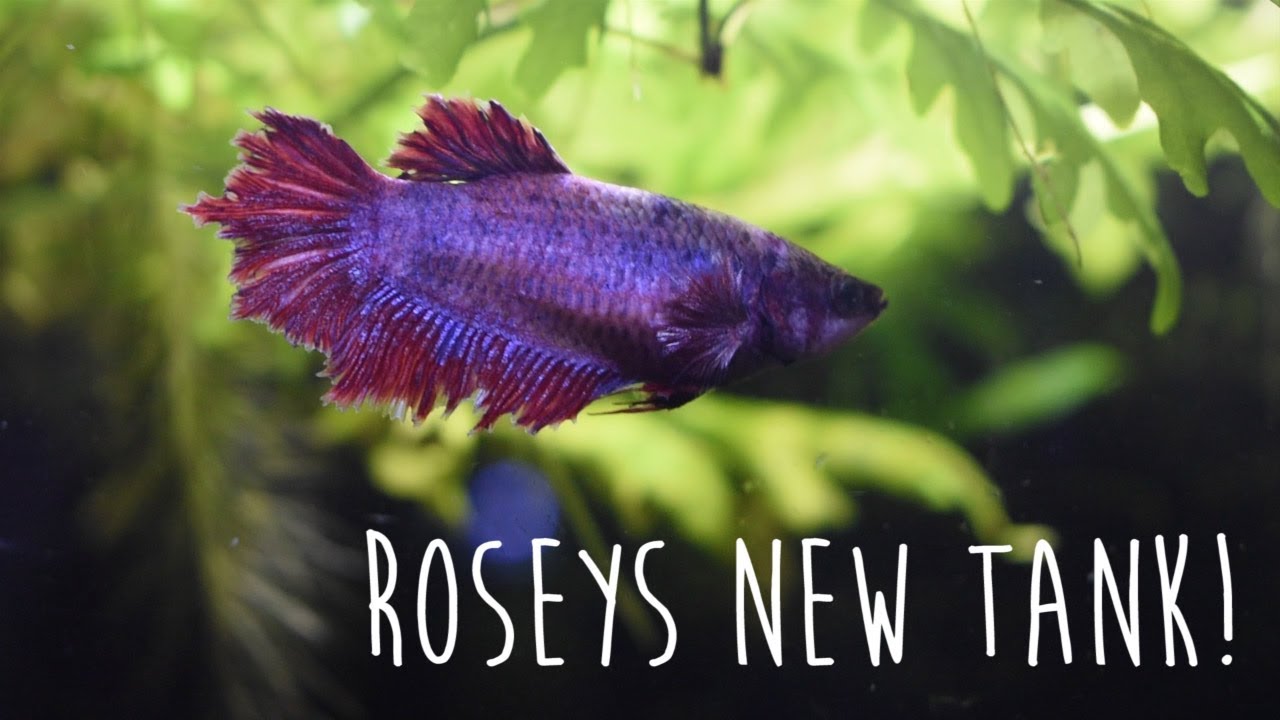 Rosey's New 10 Gallon Tank | 10 Minute Fish Gazing Series - YouTube