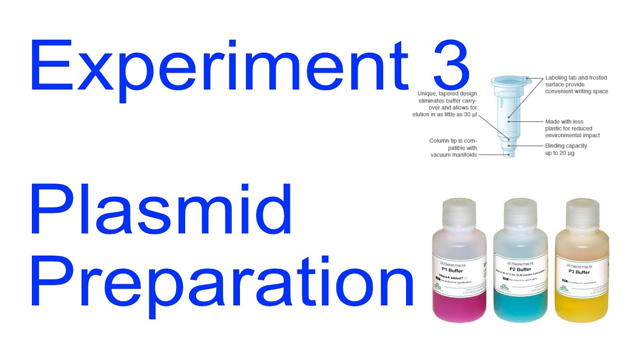 Plasmid Preparation - YouTube