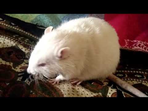 Pet White mouse grooming time| Cute White Mouse video | Funny mice 2021 ...