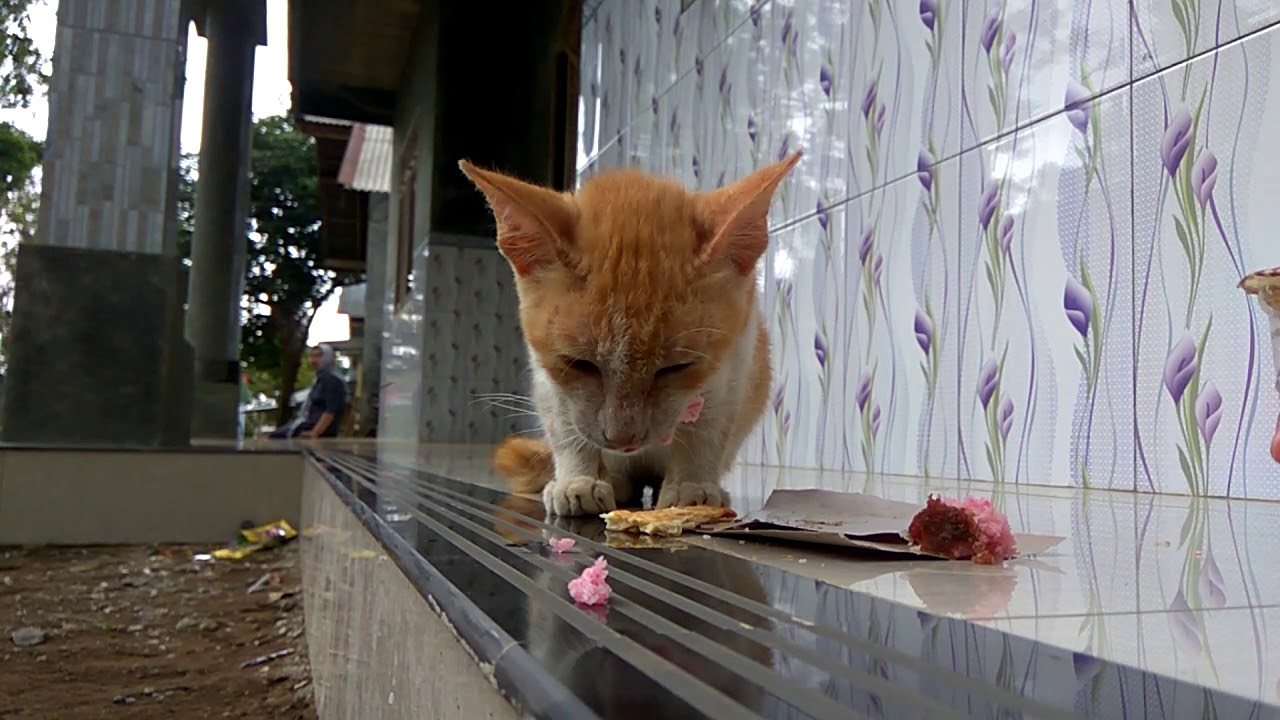 "KUCING GAUL" kucing makan phutu😂😂 - YouTube