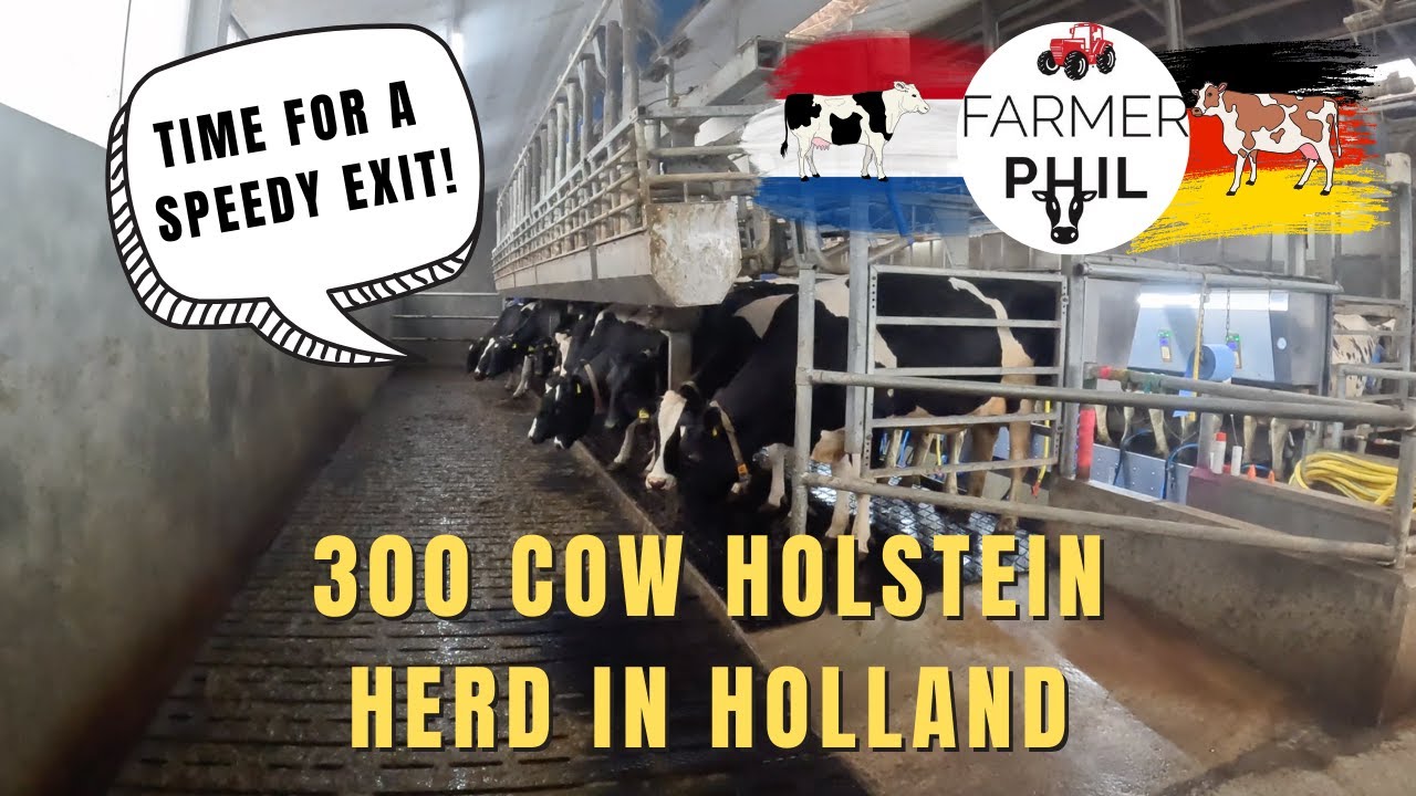 THE DUTCH WAY - 300 COWS MILKED 3 TIMES A DAY! - VAN SPIJKER FARM ...
