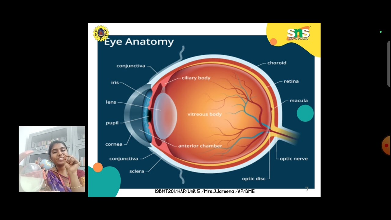 Special Senses - Eye Its Structure and Function - YouTube