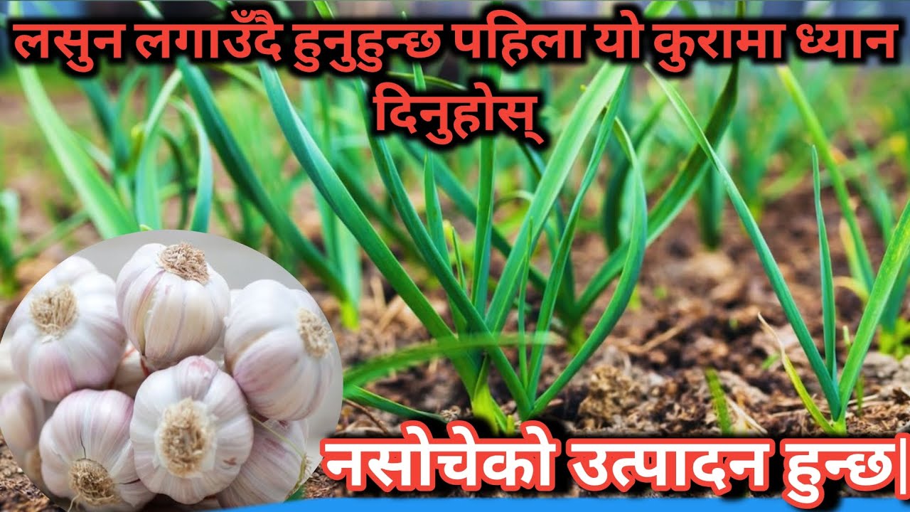 Lasun kheti||Garlic||Garlic farming||Garlic planting||Growing garlic ...