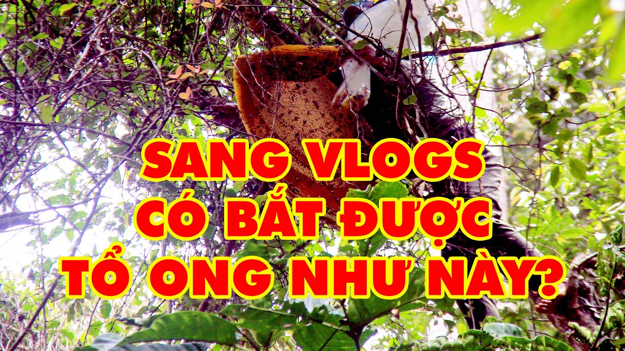Sang Vlog và Lâm Vlog có bắt được tổ ong rừng như này? | How to get ...