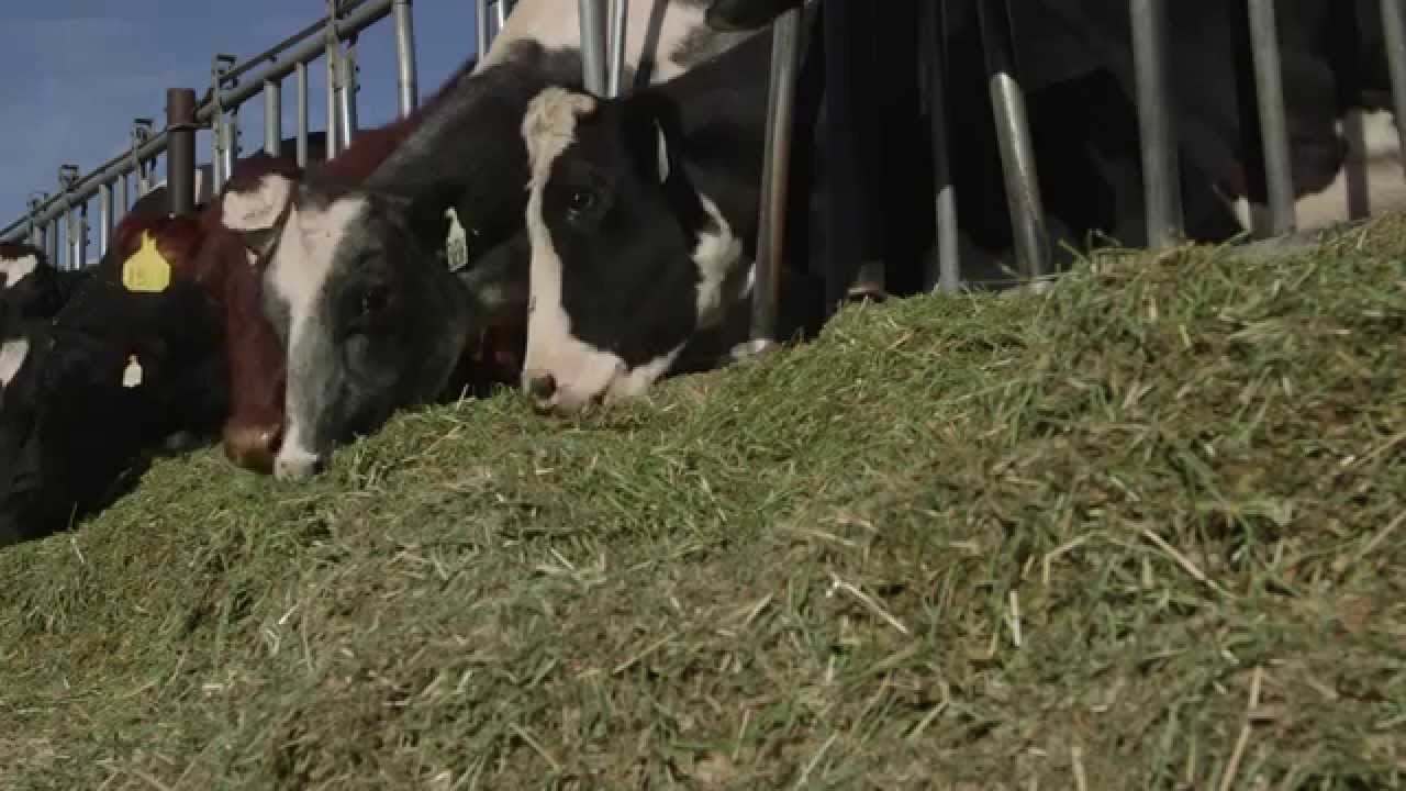 Quality Feed: An Essential Factor in Quality Milk - YouTube