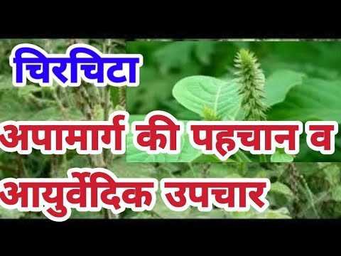 अपामार्ग की पहचान apamarg tree apamarg kaped apamarg kapaudha अपामार्ग ...