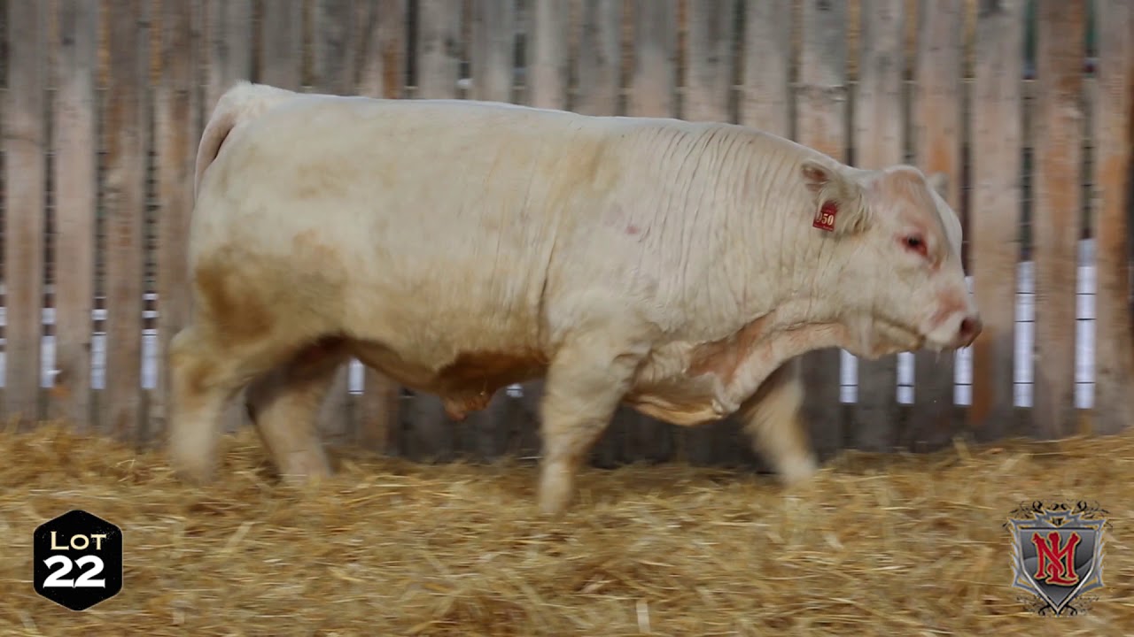 Lot 22 McLeod Livestock 2020 Bull Sale - YouTube
