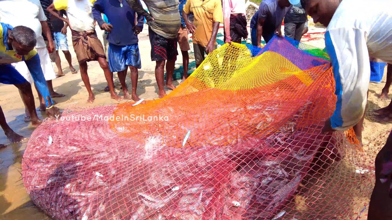 Huge Fish Catch | Amazing Fishing - YouTube