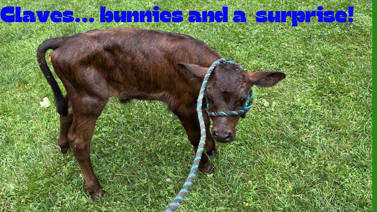 Calves.. Bunnies And A Surprise. - YouTube