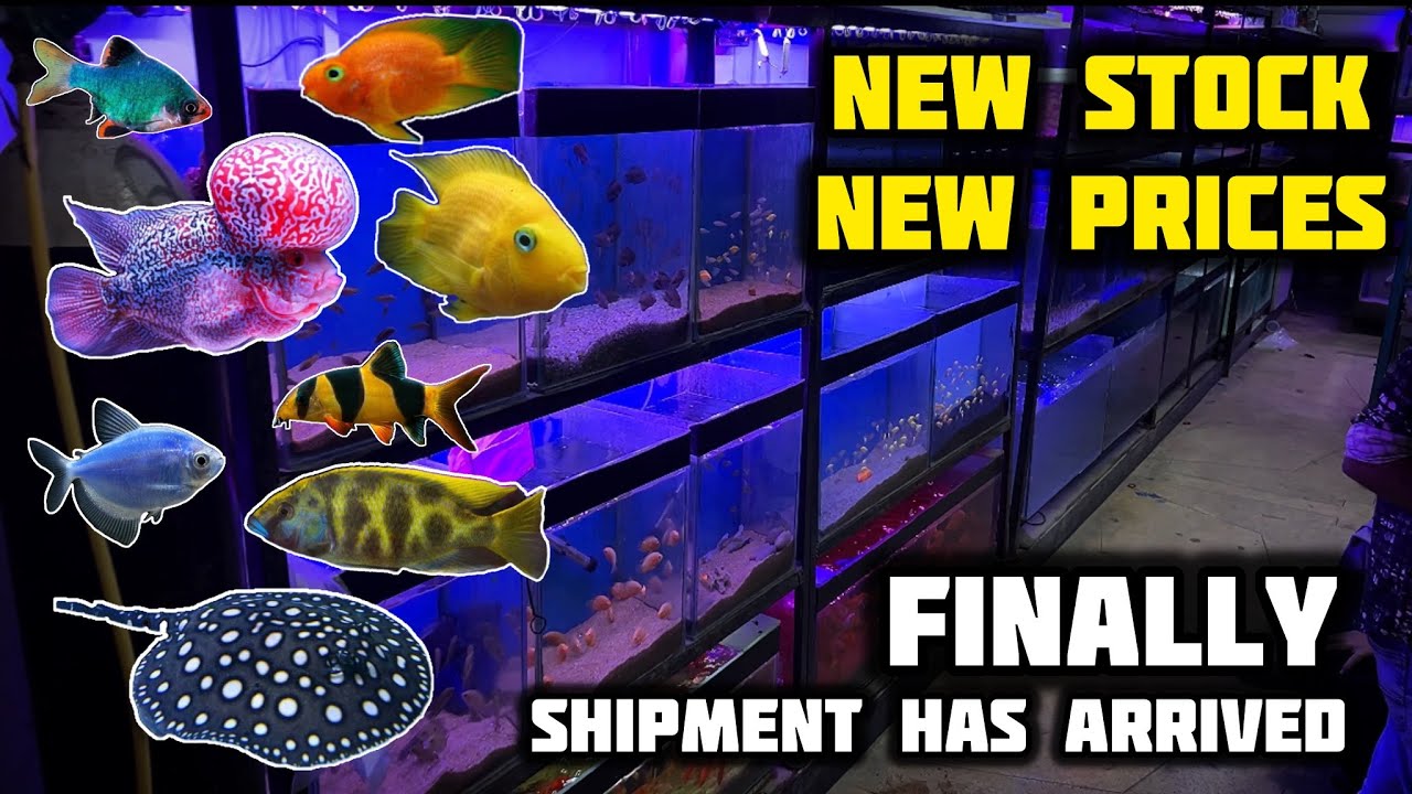 Fish Shipment Has Arrived - Fish Point | Lalukhet Aquarium Market ...
