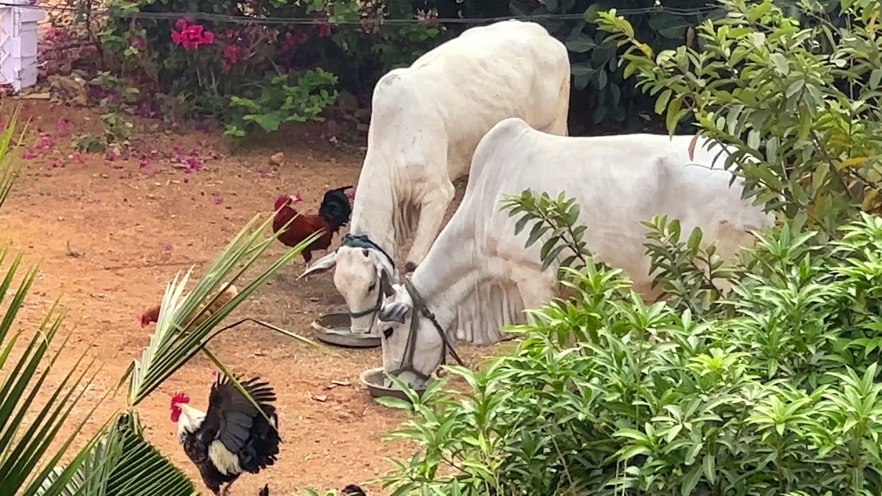 Farm Living with Sarada&Ganga||A day at Farm||B Like Bindu - YouTube