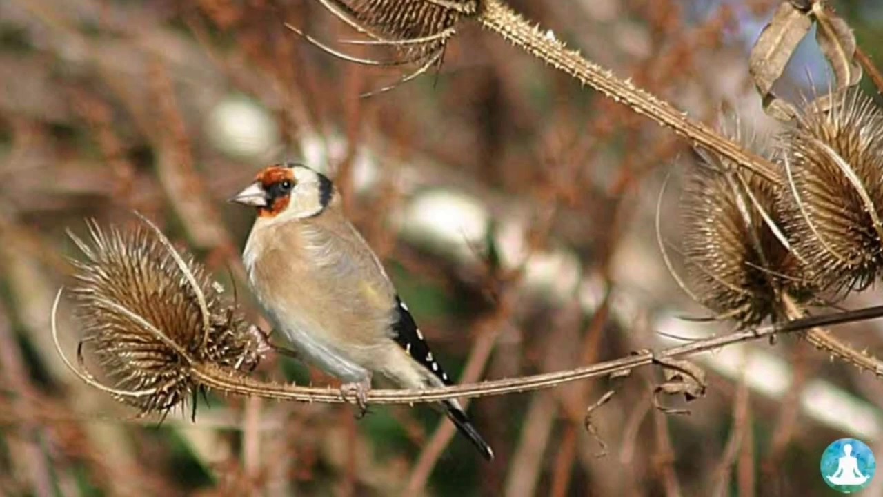 One Hour of Goldfinch Sound so Relaxing, Morning Music, Feel Out ( No ...