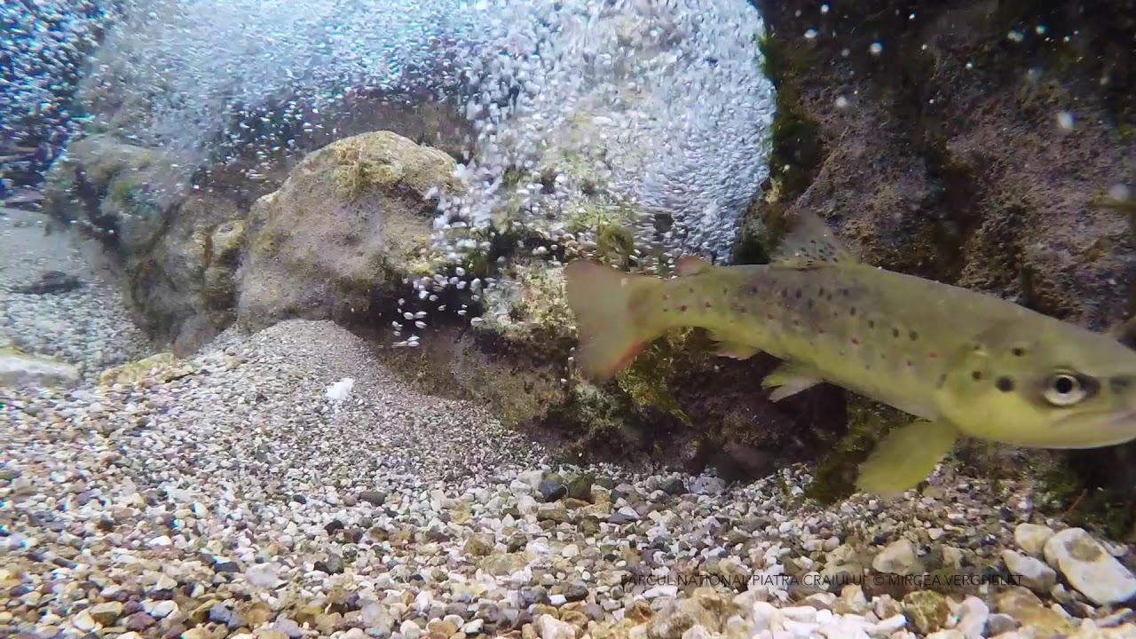 Păstrăv într-un râu de munte din Parcul Național Piatra Craiului din ...