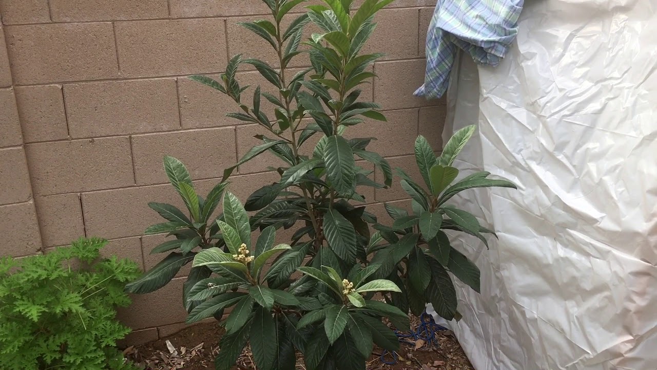 Growing a Loquat Tree - YouTube