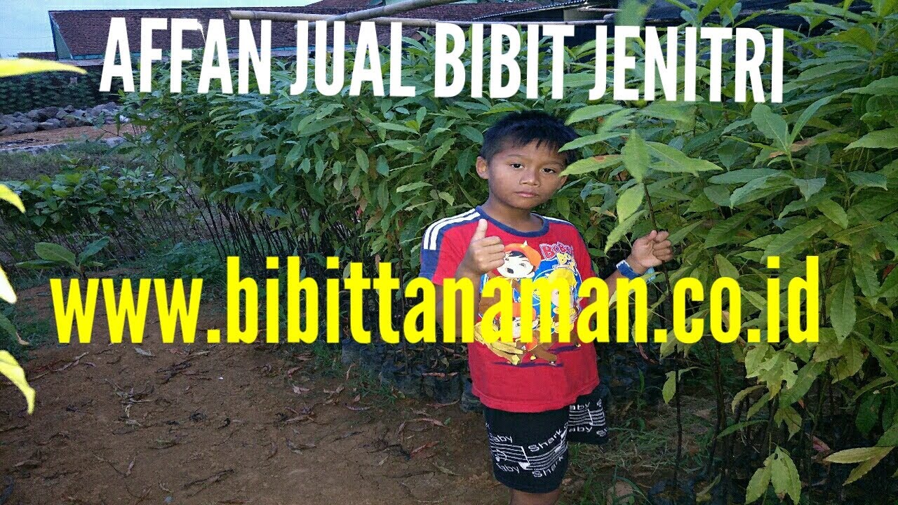 BIBIT JENITRI, JUAL BIBIT JENITRI, BIBIT JENITRI PURWOREJO, BIBIT ...