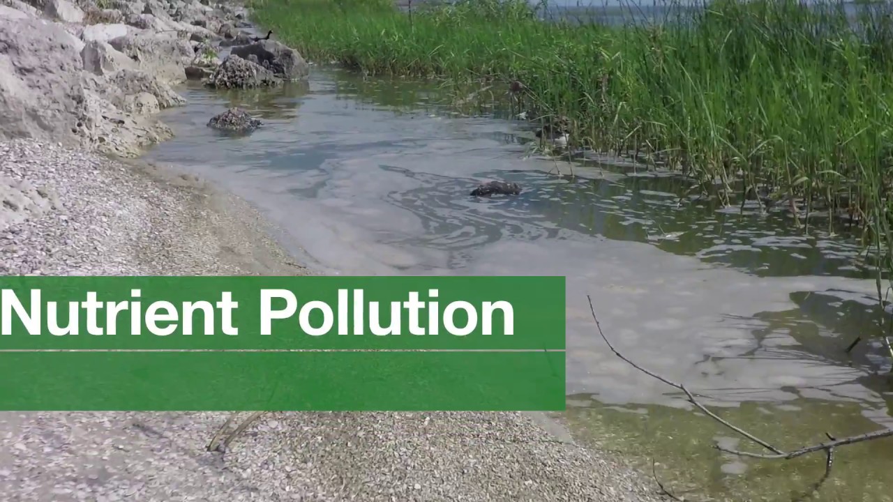 You Can Prevent Nutrient Pollution YouTube you-can-prevent-nutrient-pollution-youtube