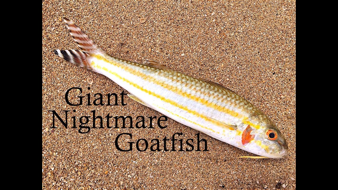 FISHING FOR FABLED NIGHTMARE PRODUCING GOATFISH! - YouTube