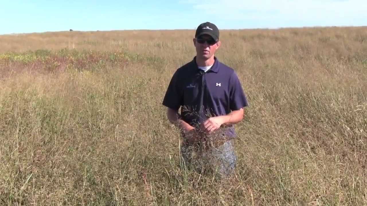 Diversifying a Monoculture of Switchgrass Part 2 - YouTube