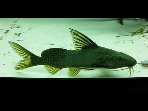 Synodontis - Melanostictus / Thamalakanensis / Nigromaculatus / Spec ...