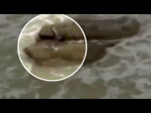 Real Sightings Of Mermaids Ratings: 'Mermaids: The New Evidence' Sets