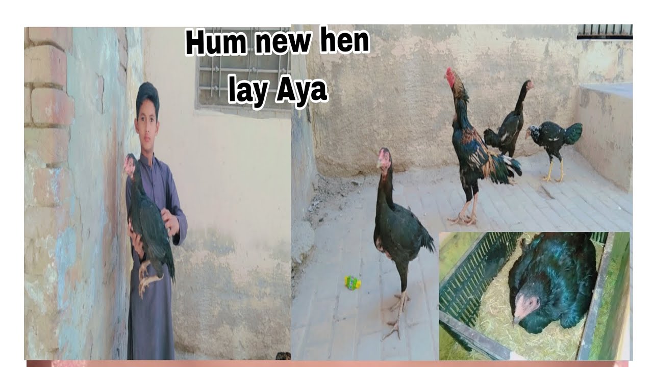 AJJ hum new hens lay kar aya 😃😃😃 - YouTube