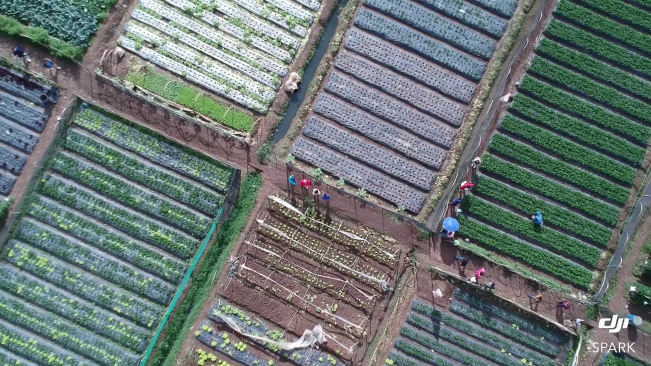 StarFam goes to the Strawberry Farm - YouTube