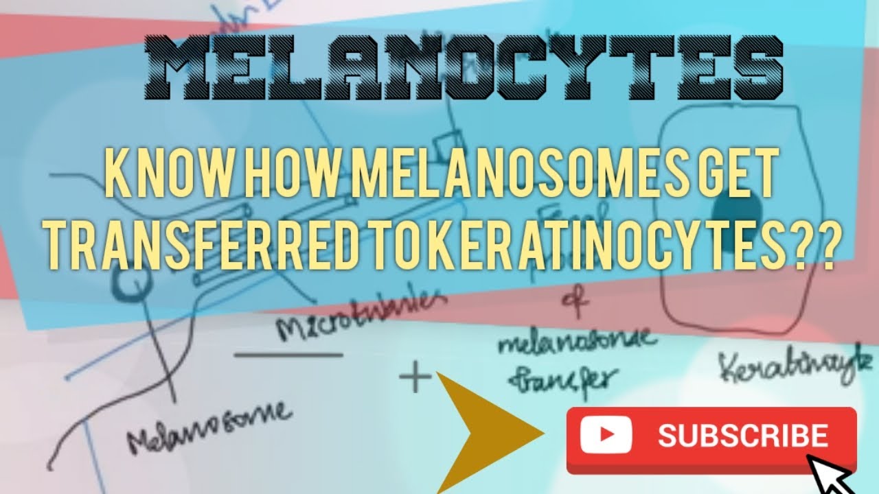MELANOCYTES - STRUCTURE AND FUNCTION - YouTube